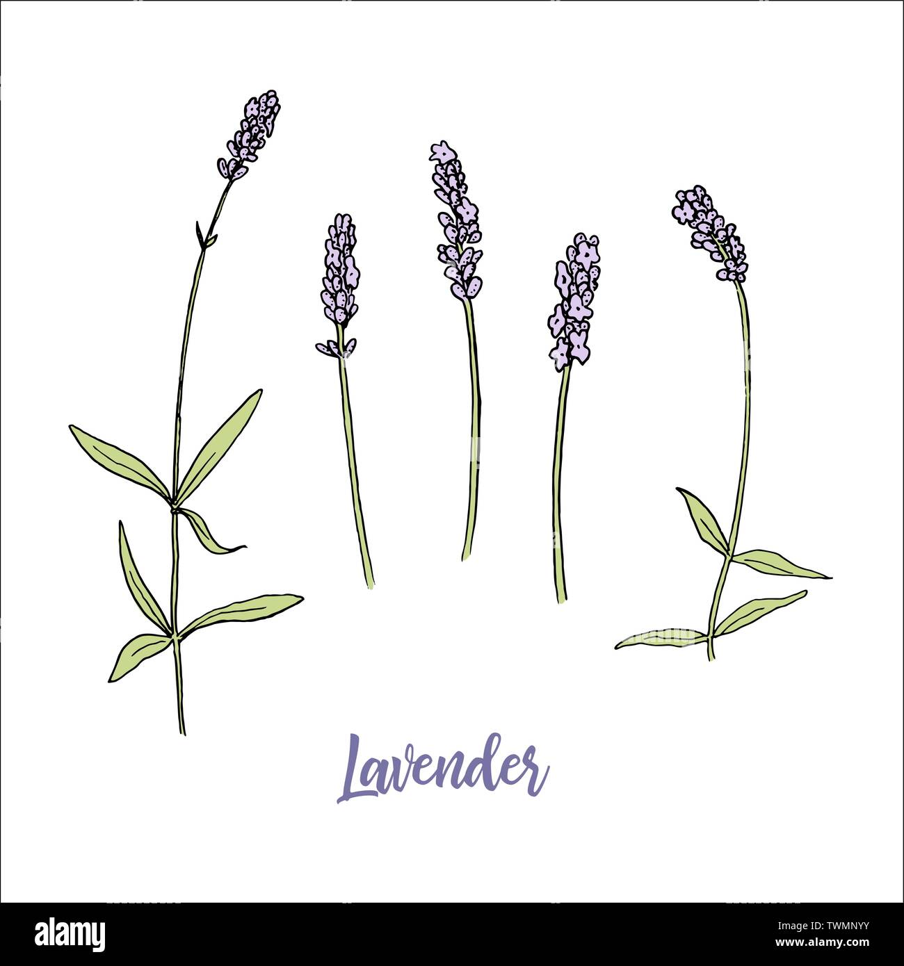 Lavender flowers colored sketch style. steem and head in bloom. Bunch ...