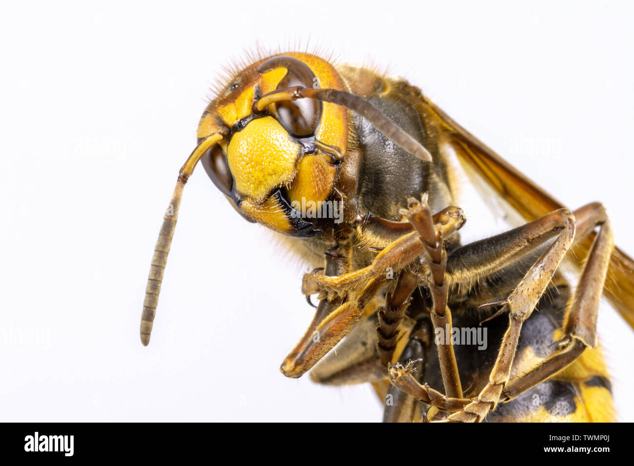 Hornet seen from very close. Dangerous insect on a macro scale with ...