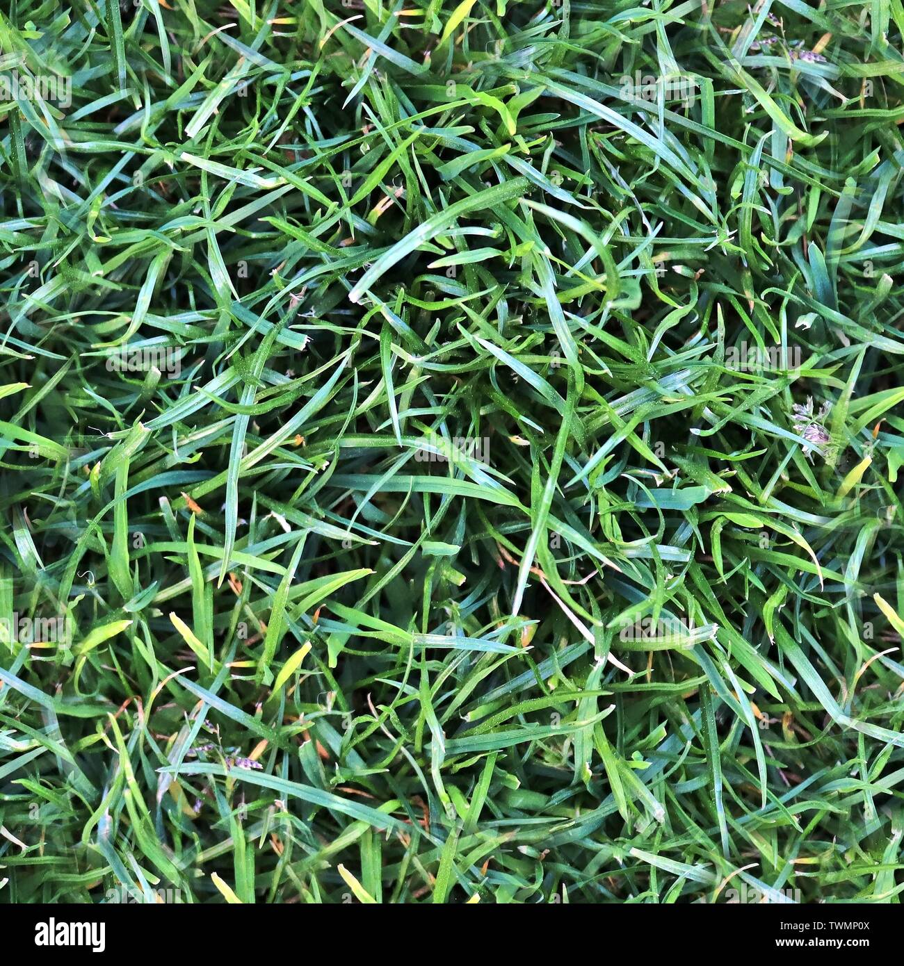 High resolution seemless texture of green grass and plants for 3d ...