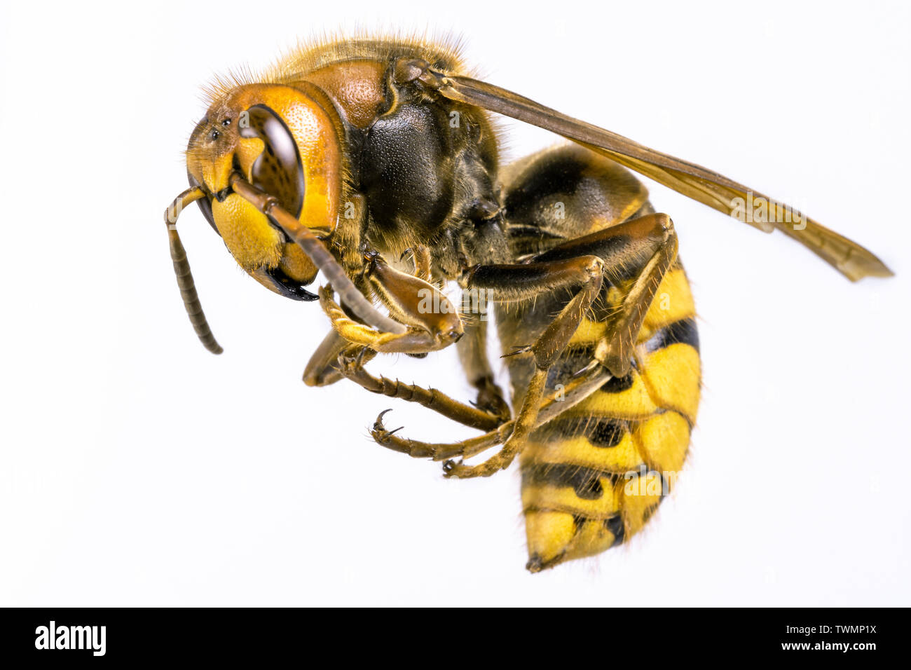 Hornet seen from very close. Dangerous insect on a macro scale with ...
