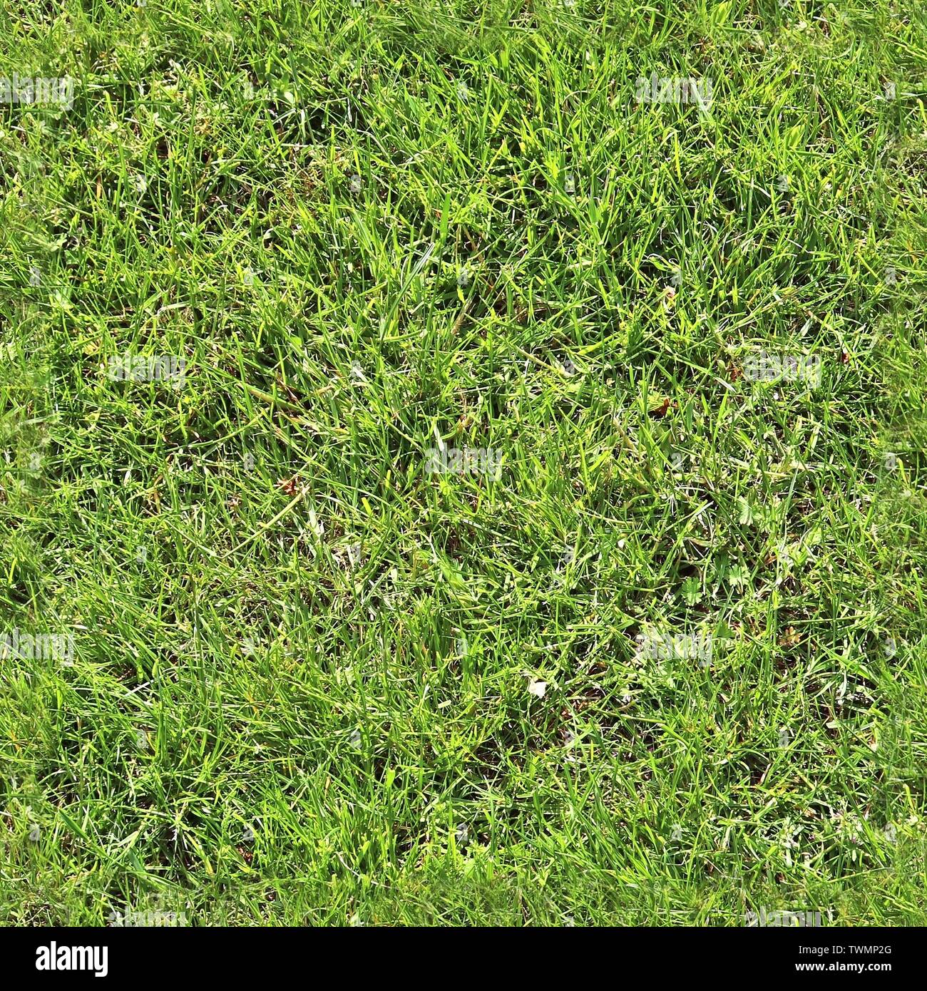 High resolution seemless texture of green grass and plants for 3d ...