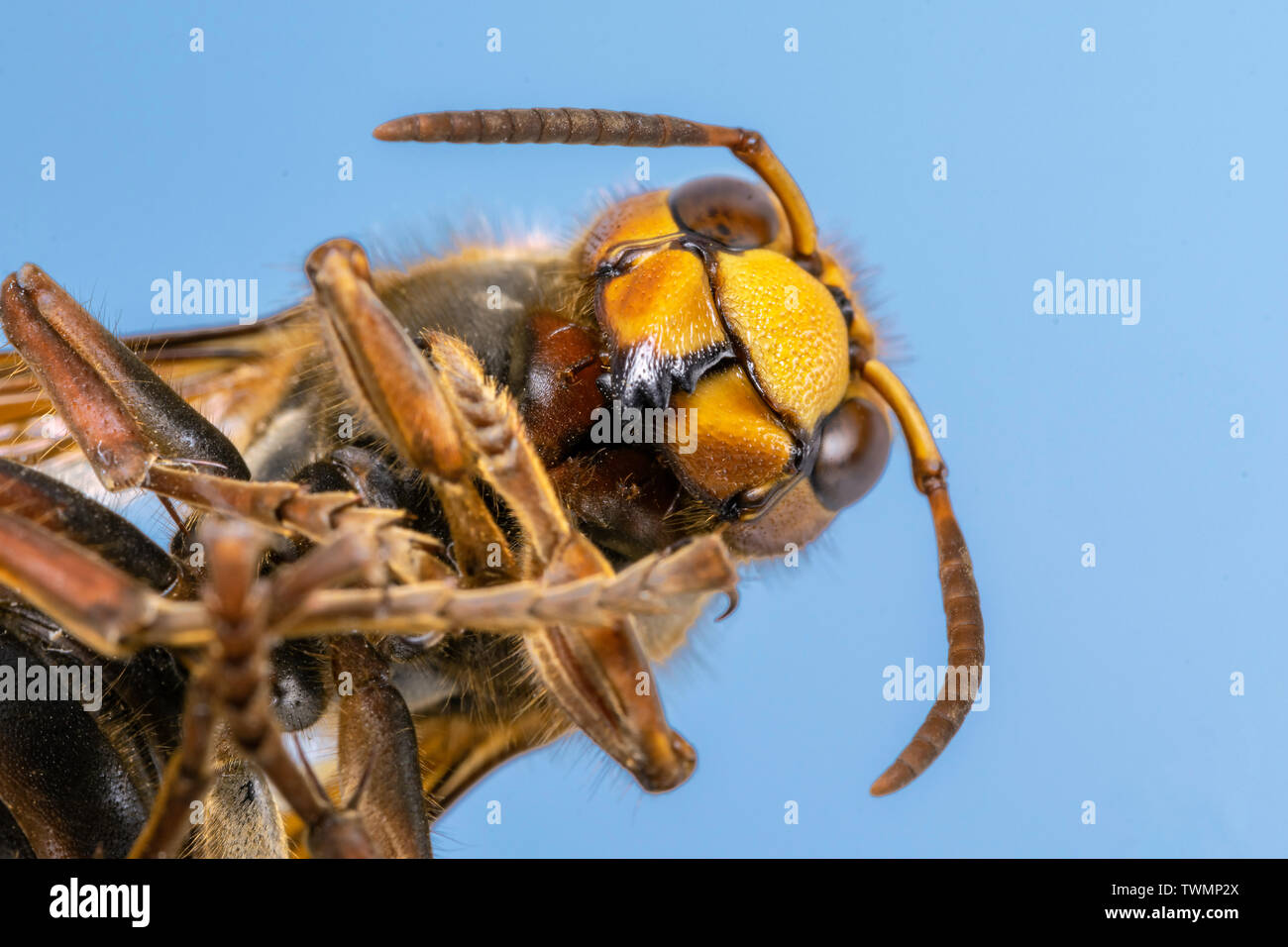 Hornet seen from very close. Dangerous insect on a macro scale with ...