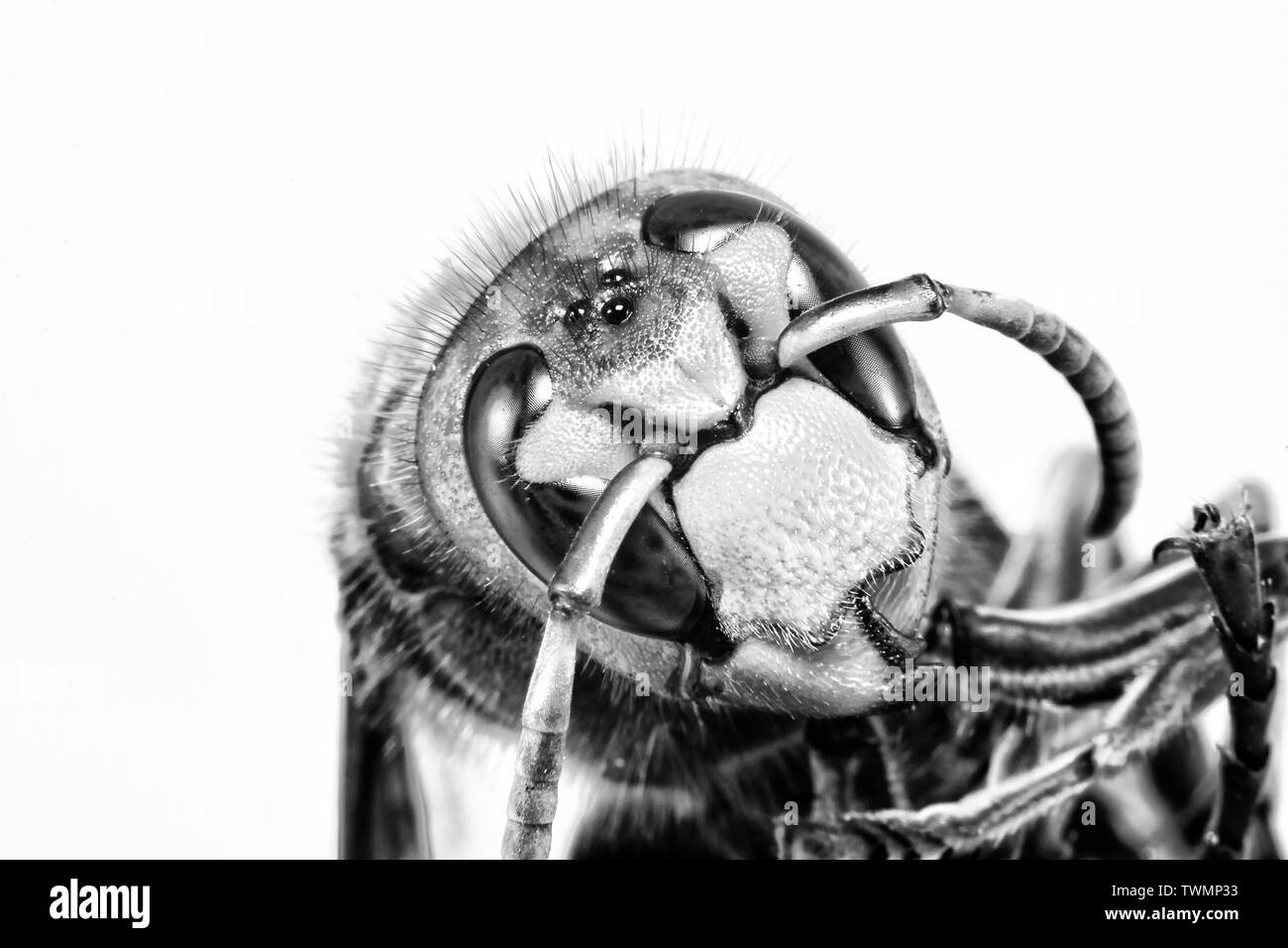 Hornet seen from very close. Dangerous insect on a macro scale with ...