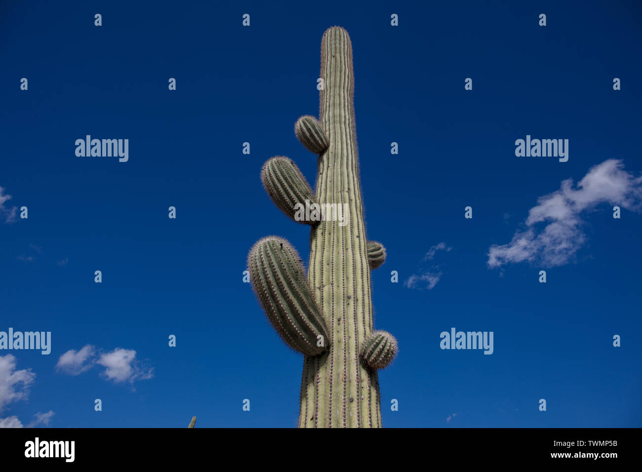 Cactus in Arizona wilderness Stock Photo - Alamy