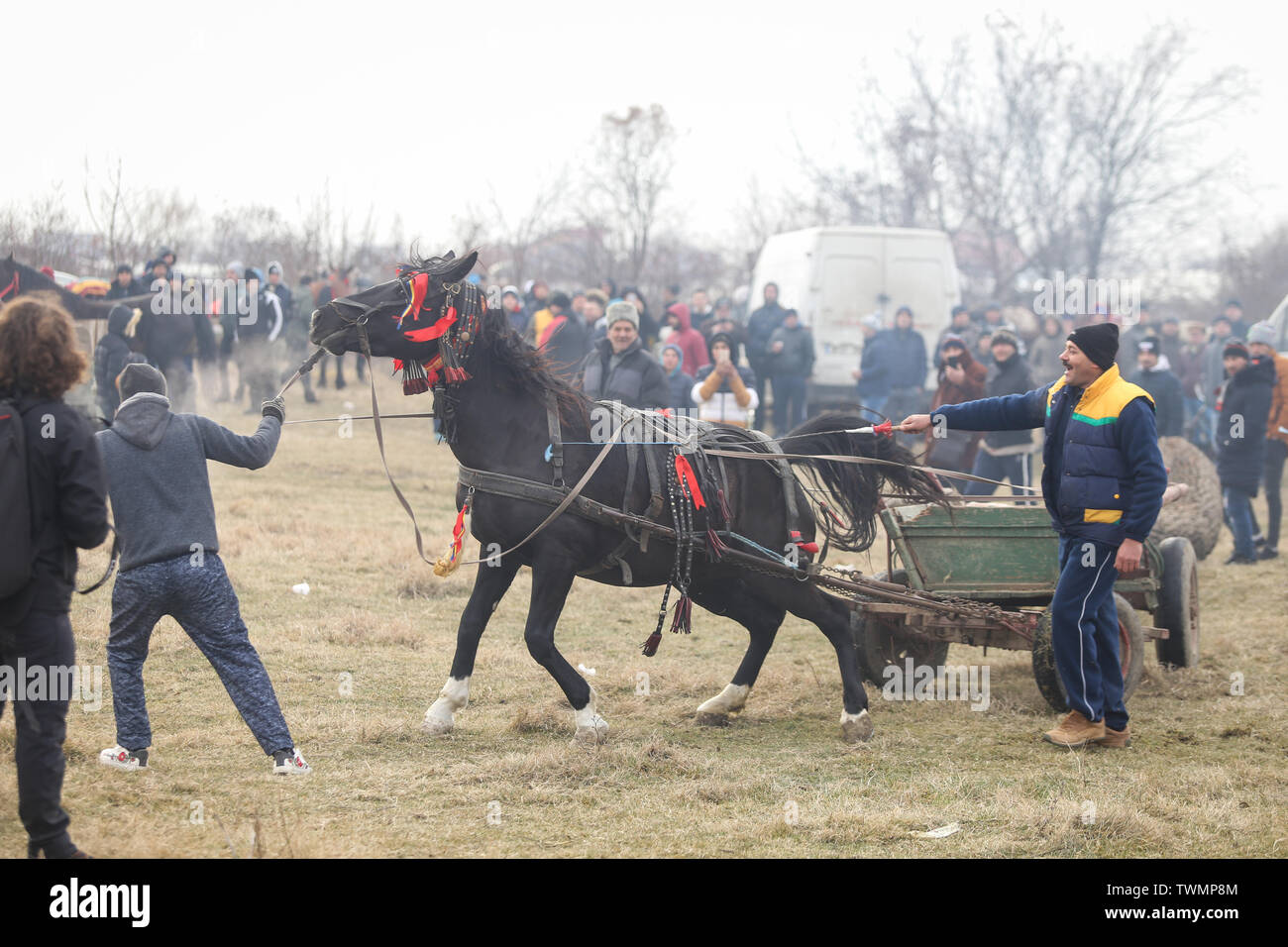 Pietrosani, Romania - January 6, 2019: Man whips an adorned horse ...