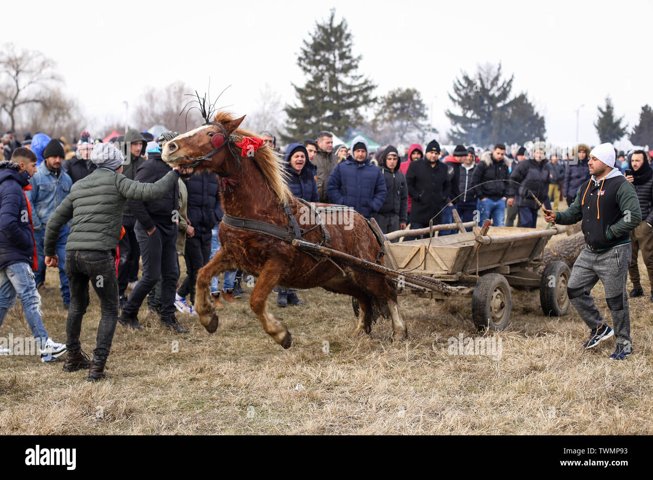 Pietrosani, Romania - January 6, 2019: Man whips an adorned horse ...