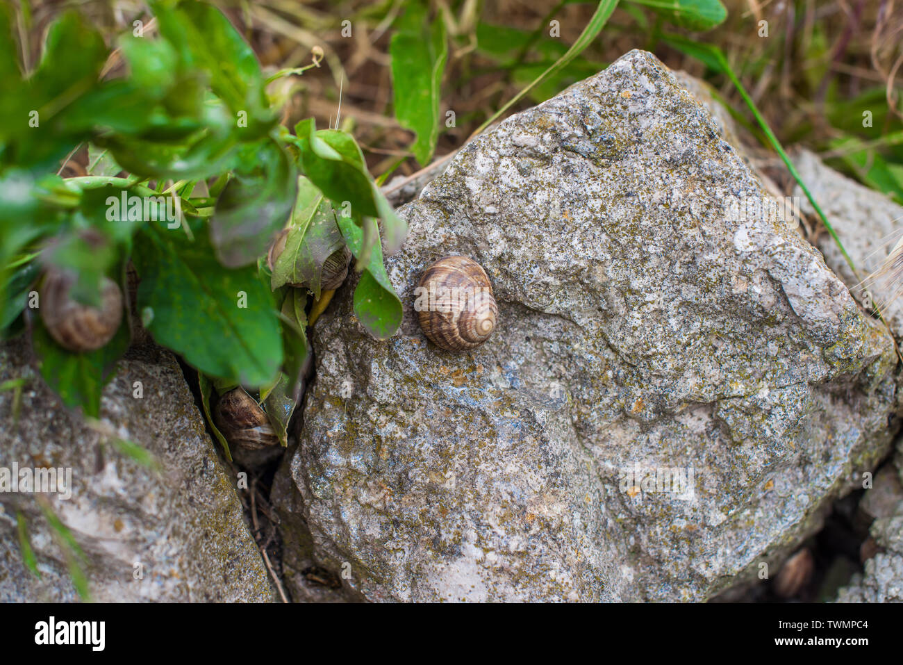 Garden snails hiding hi-res stock photography and images - Alamy