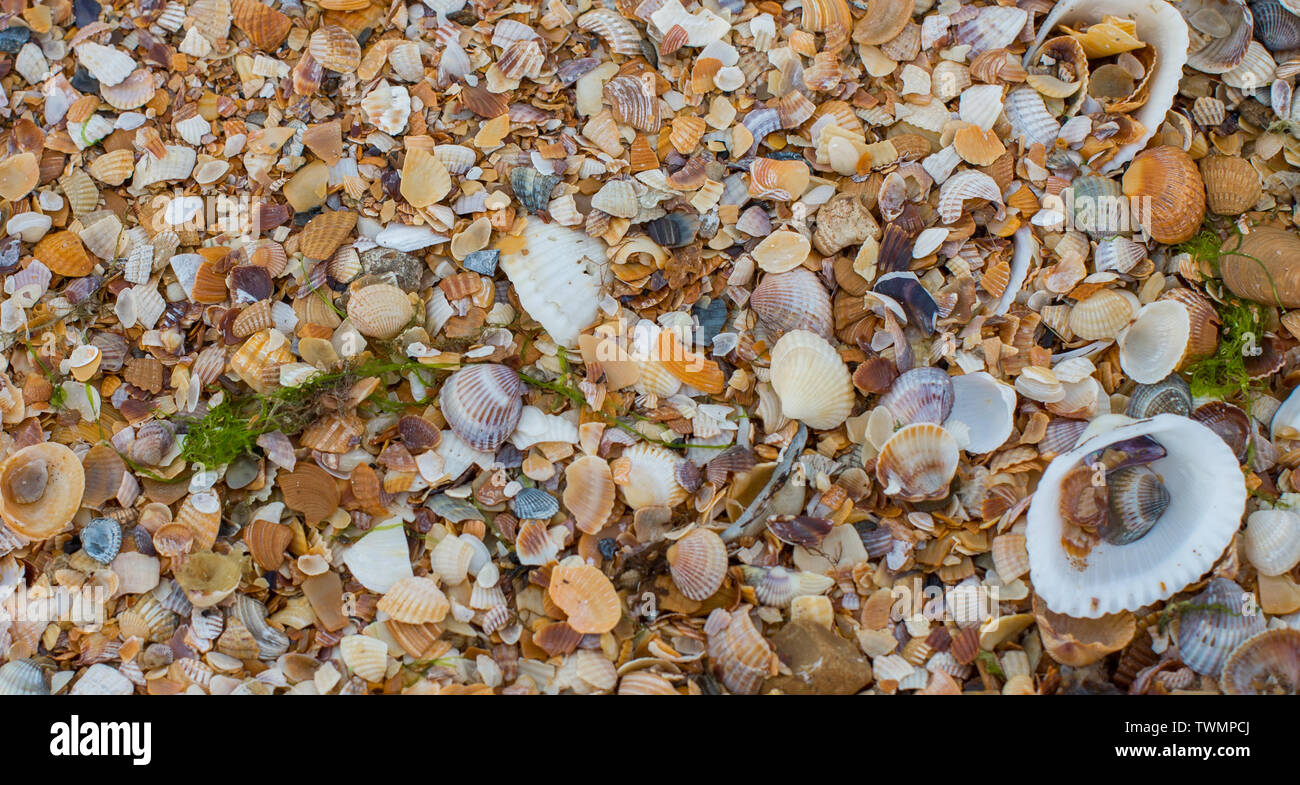 Many colorful shells on the beach Stock Photo - Alamy