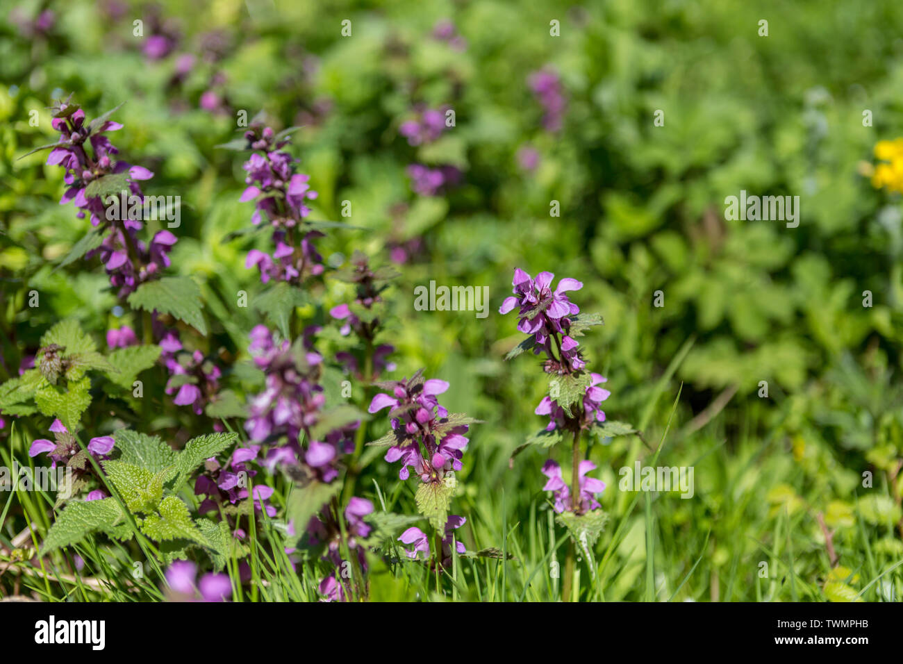 Purple wildflowers in the sunshine in spring Stock Photo - Alamy