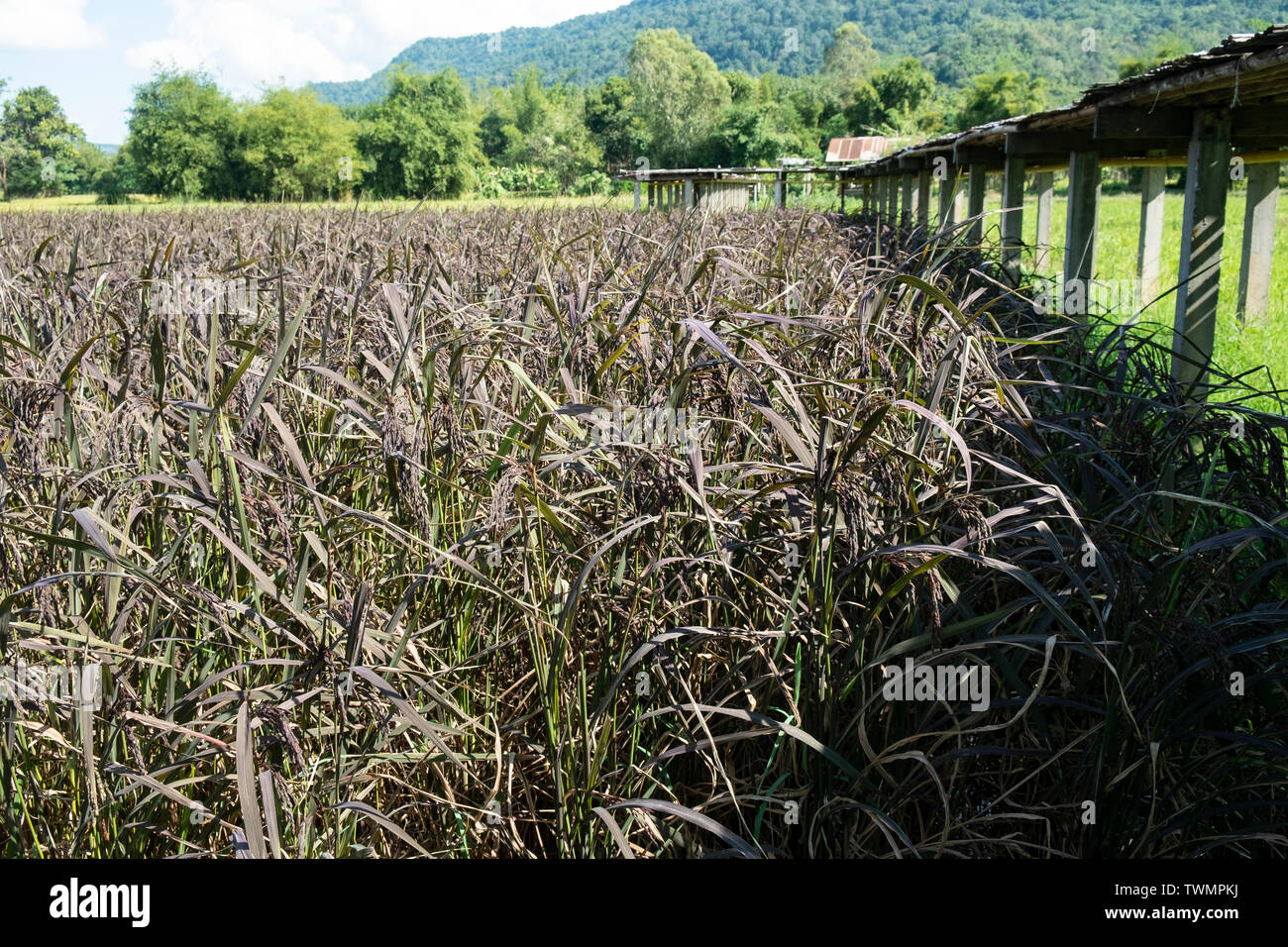 Thailand automation hi-res stock photography and images - Alamy