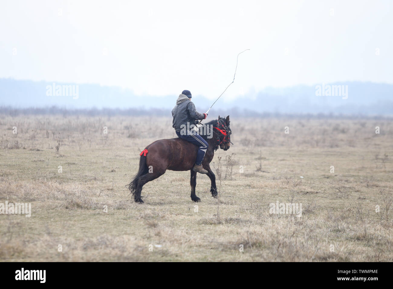 Gypsy horse race hi-res stock photography and images - Alamy