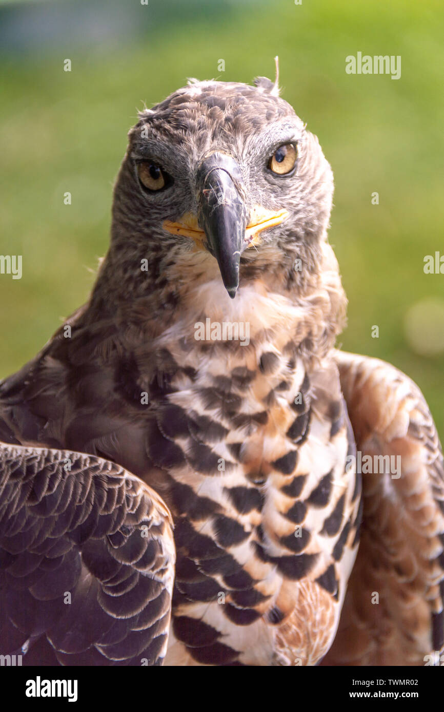 Hawk head close-up Stock Photo - Alamy