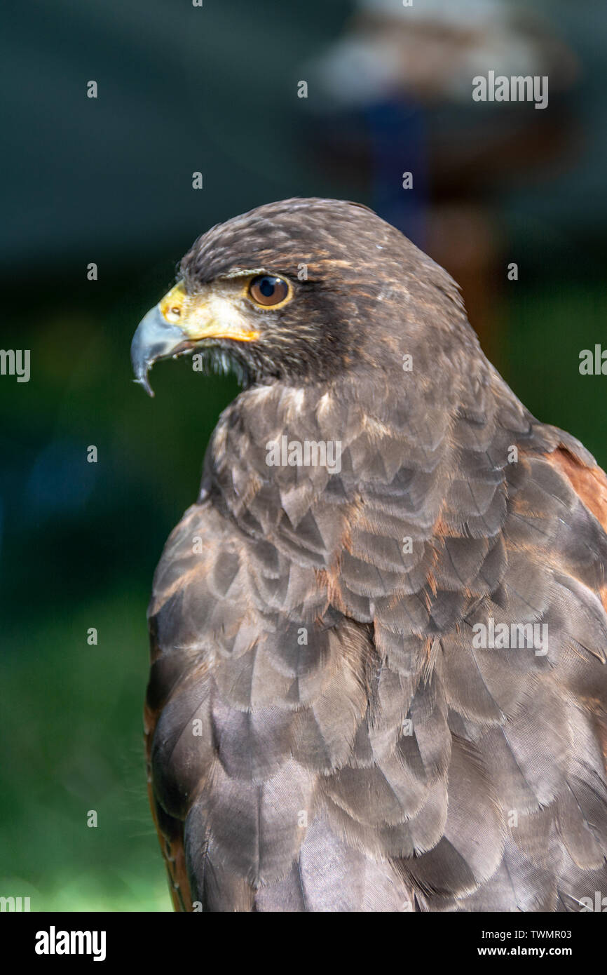 Harris hawk germany hi-res stock photography and images - Alamy
