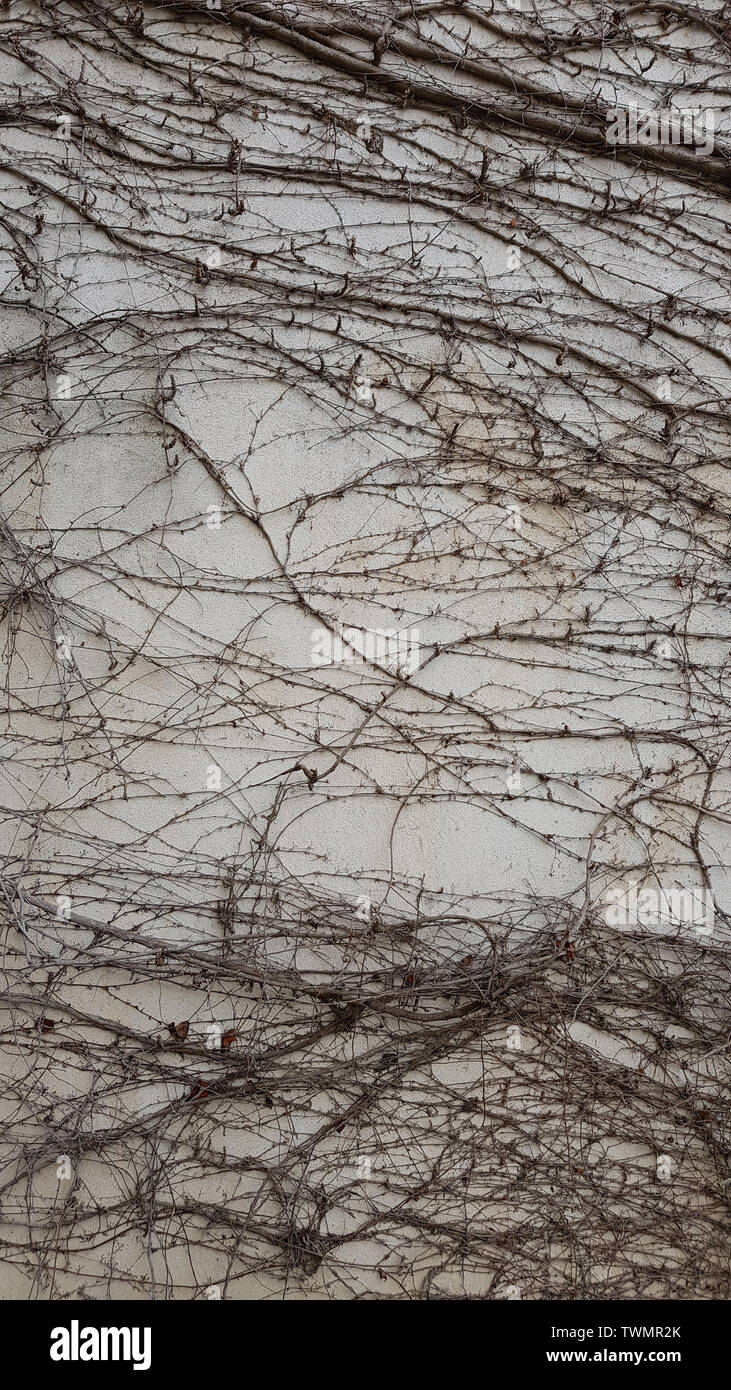 Concrete wall with weeds hi-res stock photography and images - Alamy