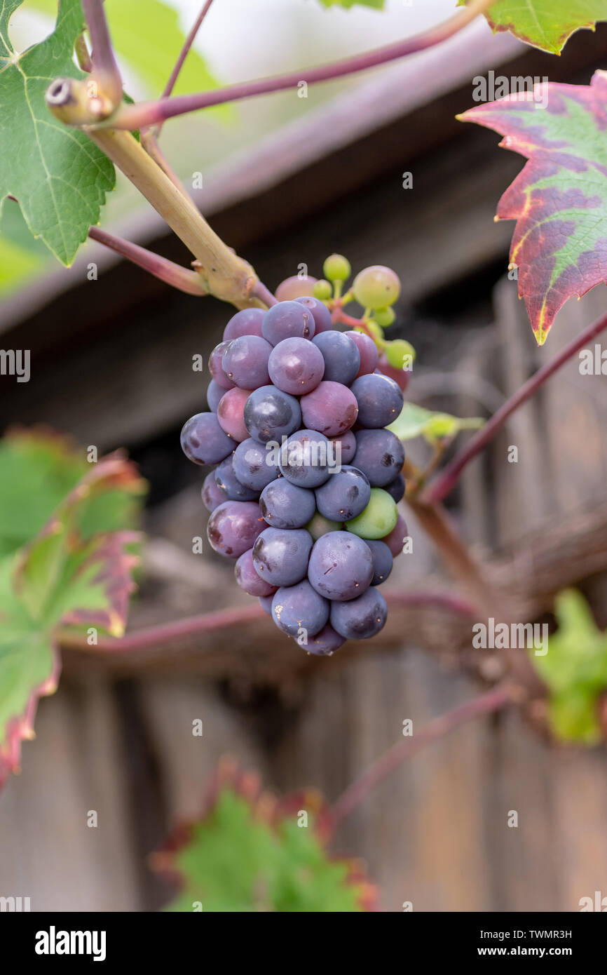 Grapes in nature hi-res stock photography and images - Alamy