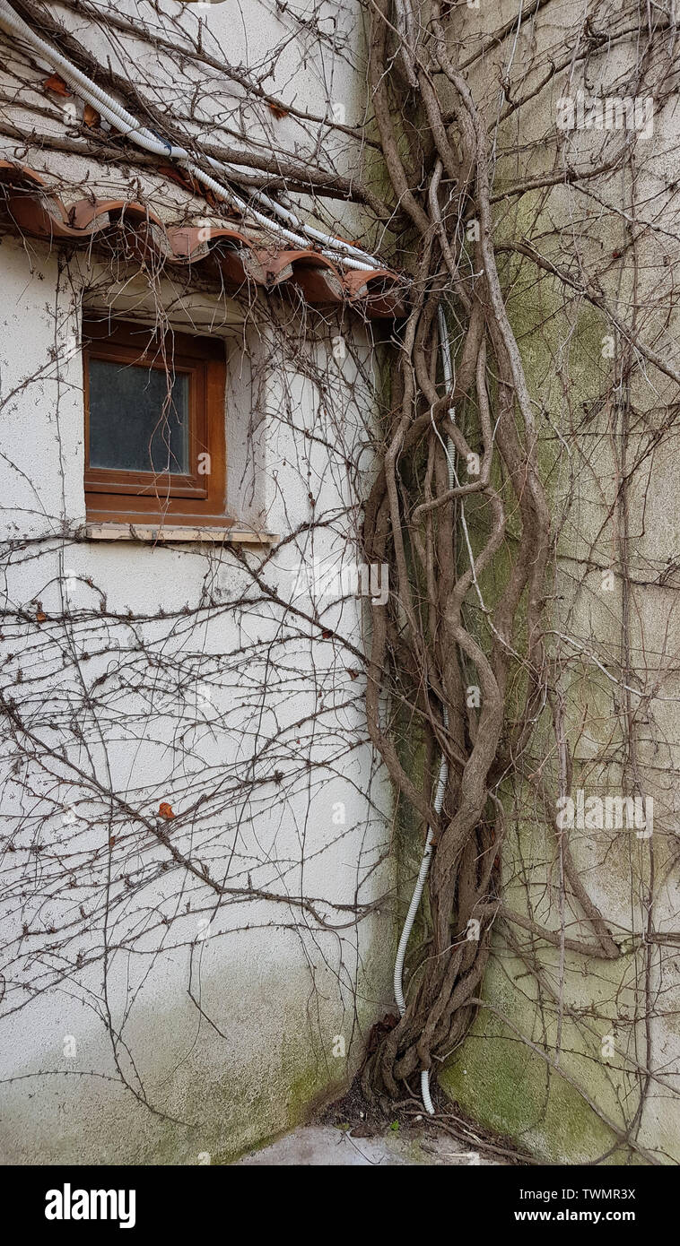 Entangled roots hi-res stock photography and images - Alamy