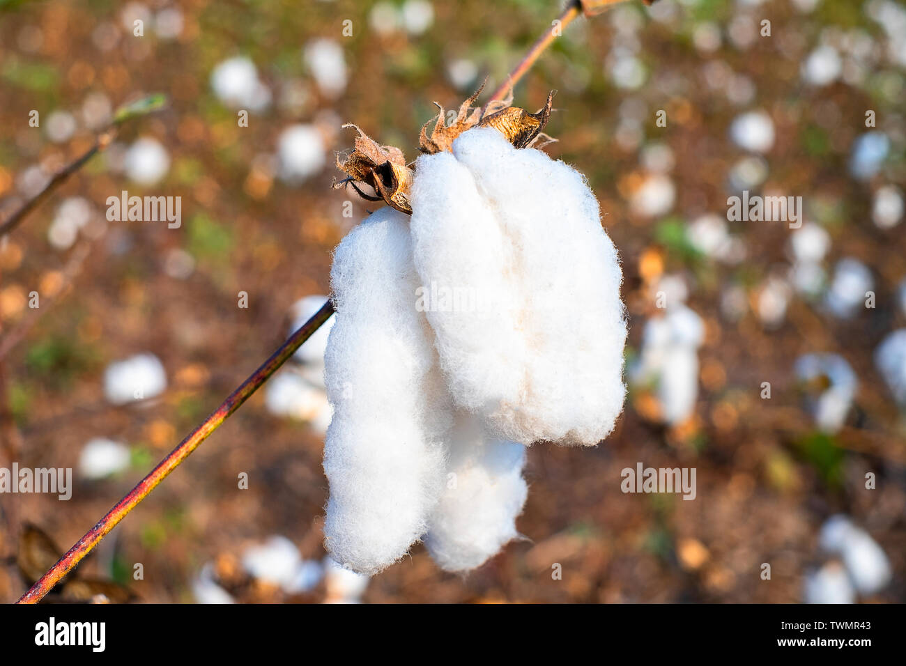 Cotton ball in full bloom fields ready for harvesting Stock Photo - Alamy