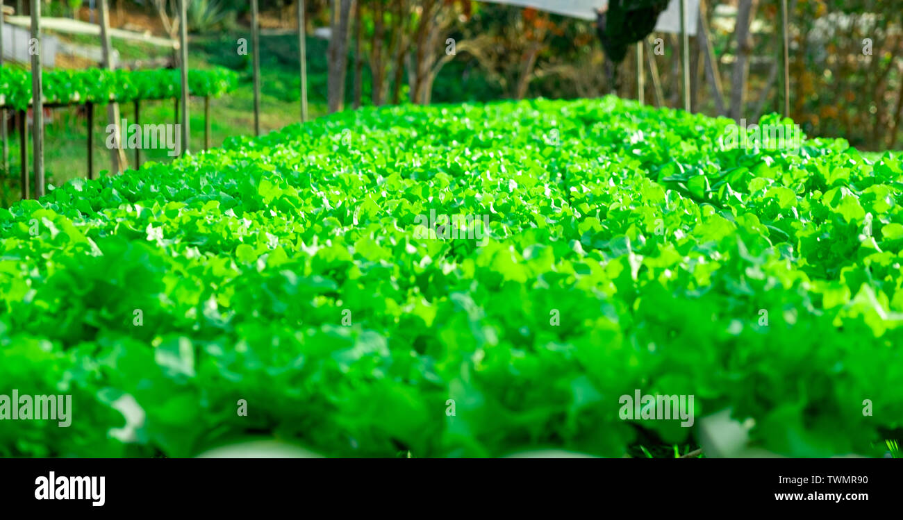 Vegetable green oak growing in hydroponic system flow water and ...