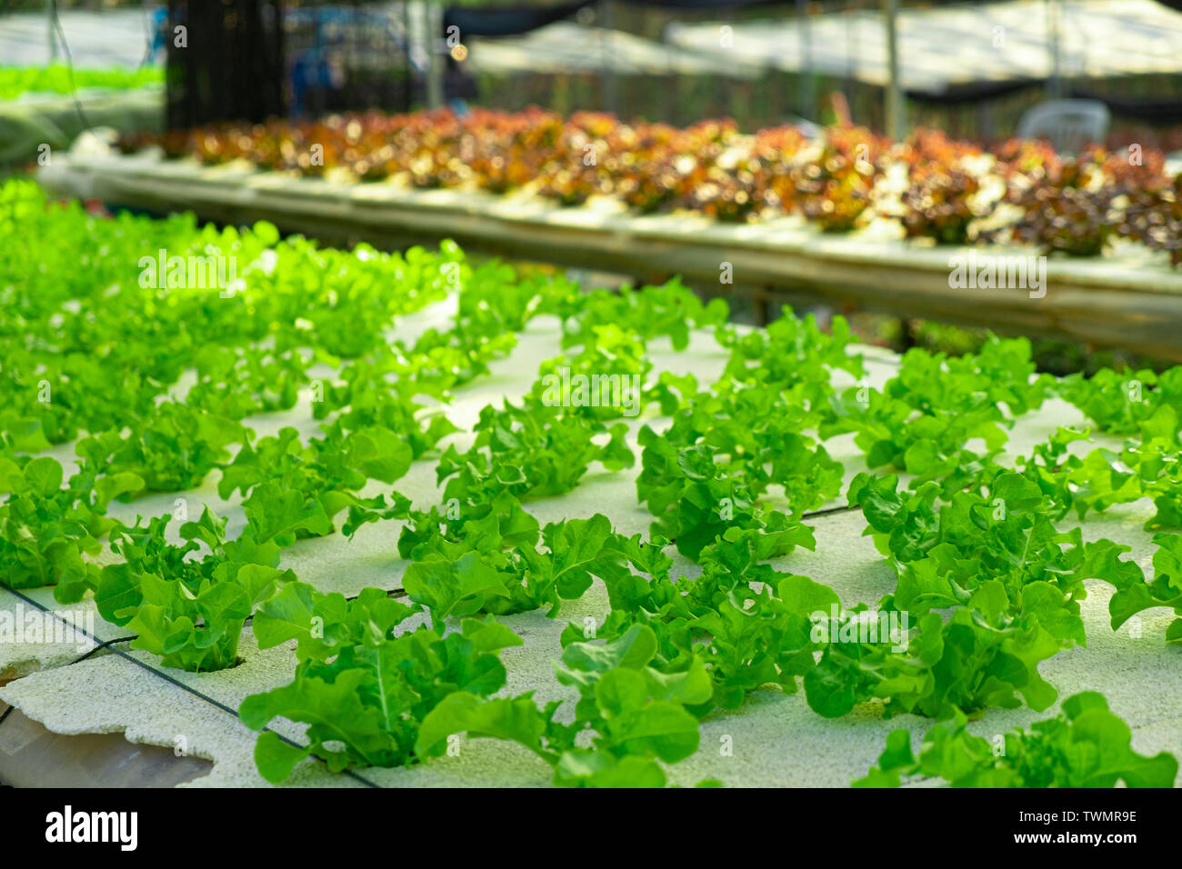 Vegetable green oak growing in hydroponic system flow water and ...