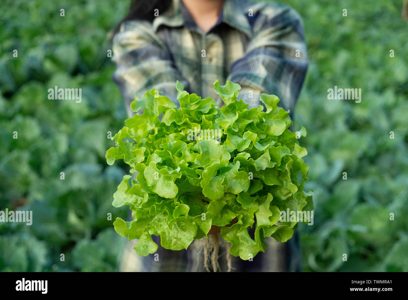 Vegetable green oak growing in hydroponic system flow water and ...
