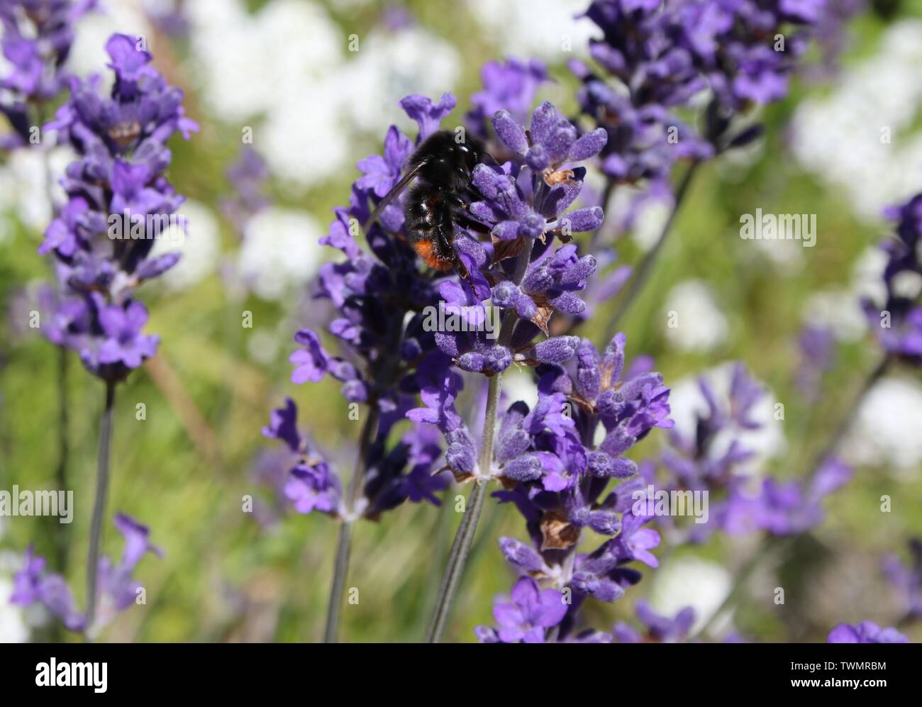 Singular bee hi-res stock photography and images - Alamy