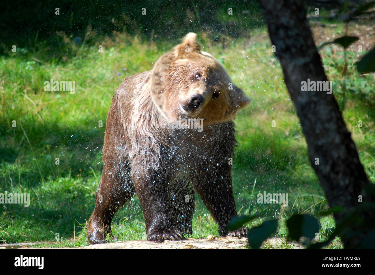Oso naturaleza hi-res stock photography and images - Alamy