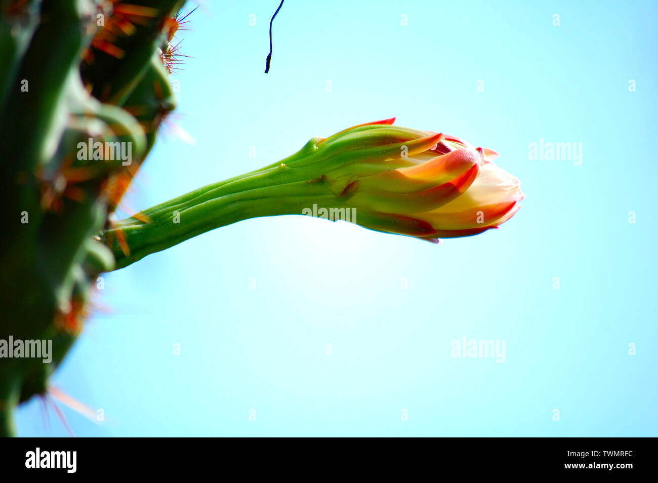 Plant with sky as background Stock Photo - Alamy