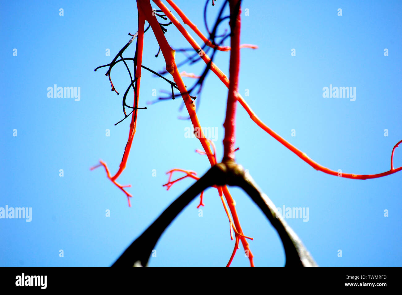 Abstract plant hi-res stock photography and images - Alamy