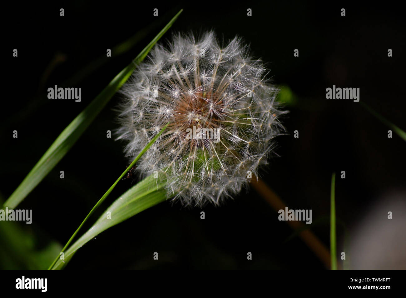 Dandelion with bokeh background hi-res stock photography and images - Alamy