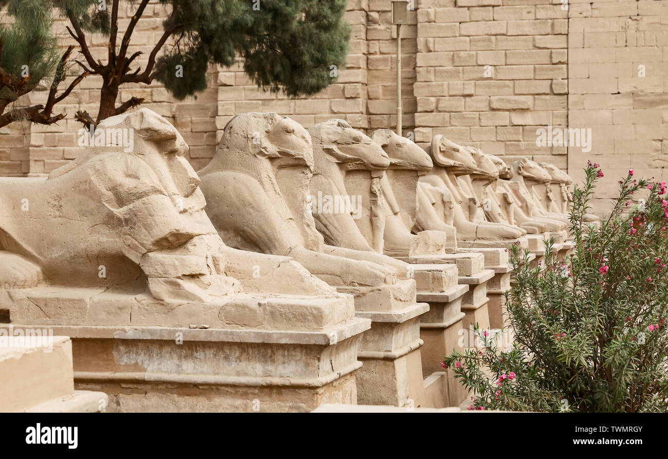 Sphinxes in Karnak Temple, Luxor City, Egypt Stock Photo - Alamy