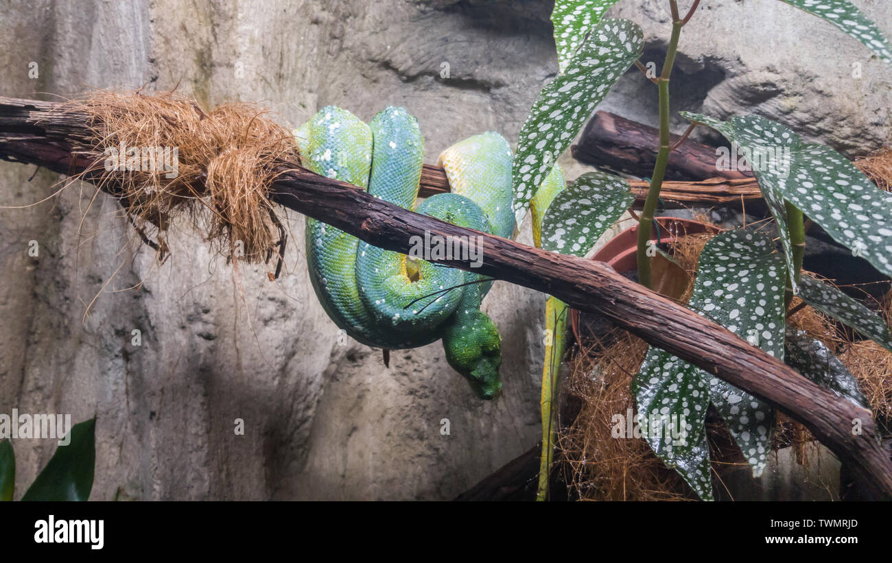 Big green poisonous snake hi-res stock photography and images - Alamy