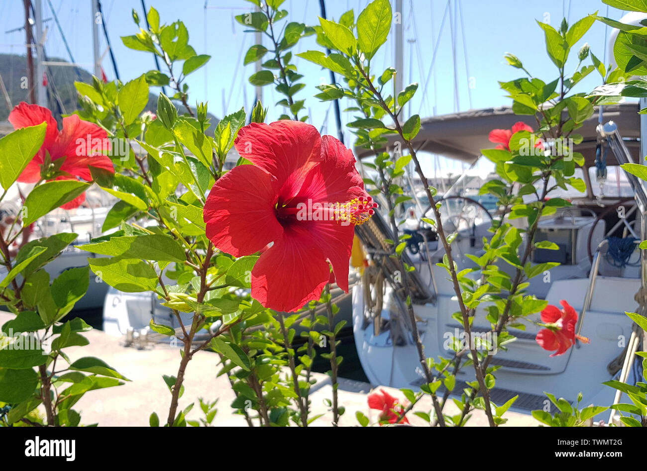 Red Hawaiian Hibiscus High Resolution Stock Photography and Images - Alamy