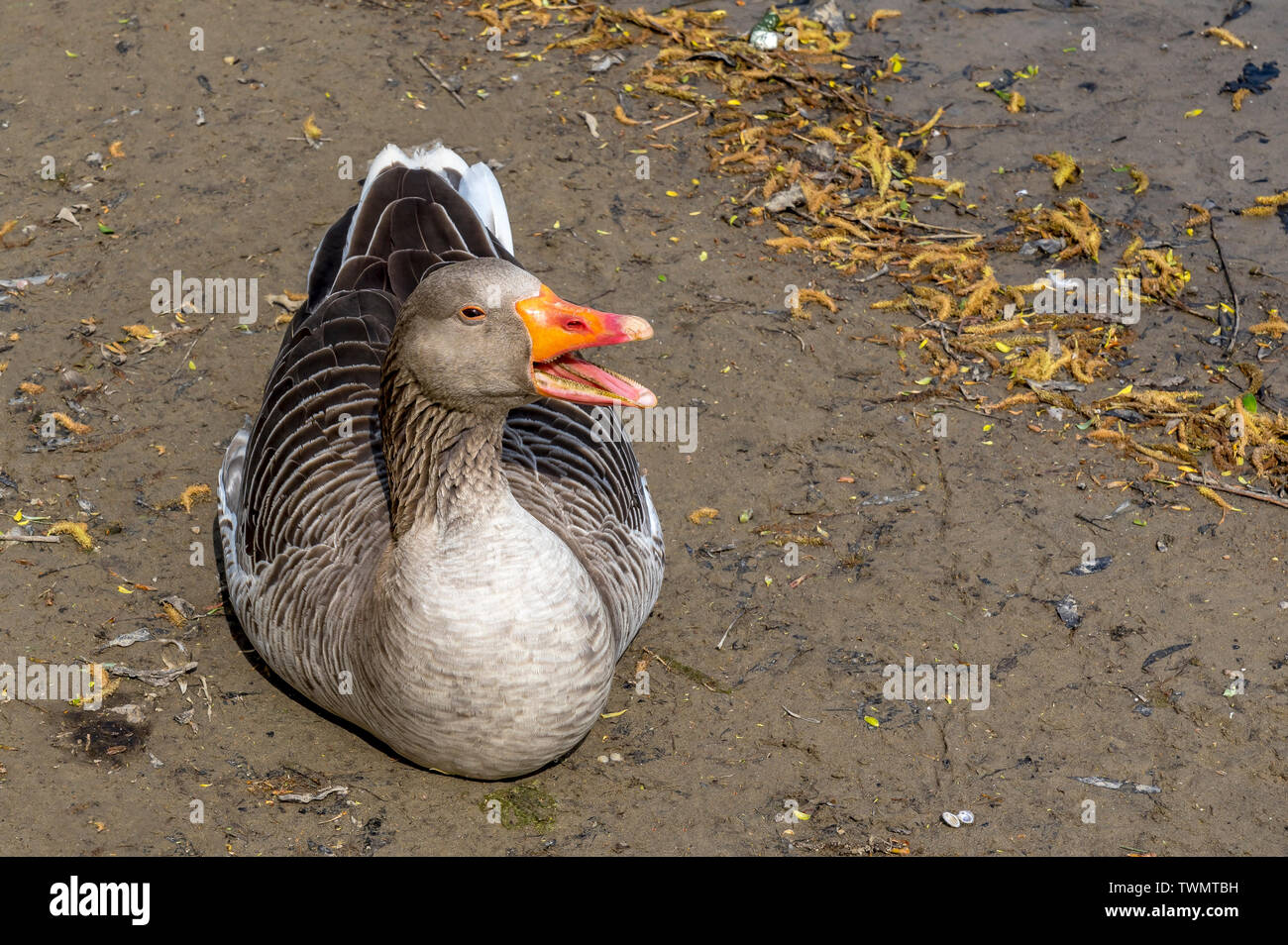 Sitting greylag goose in a relaxed posture Stock Photo - Alamy