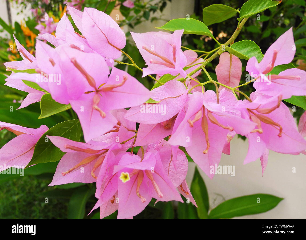 India bougainvillea flowers hi-res stock photography and images - Alamy
