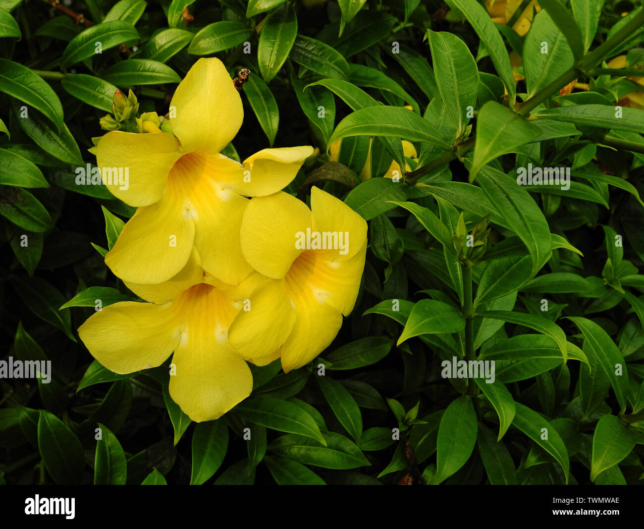 Flowering Plants In Kerala With Names