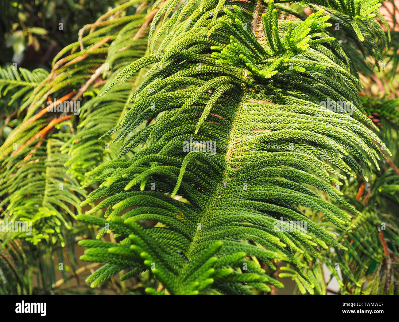 Spring season in india hi-res stock photography and images - Alamy