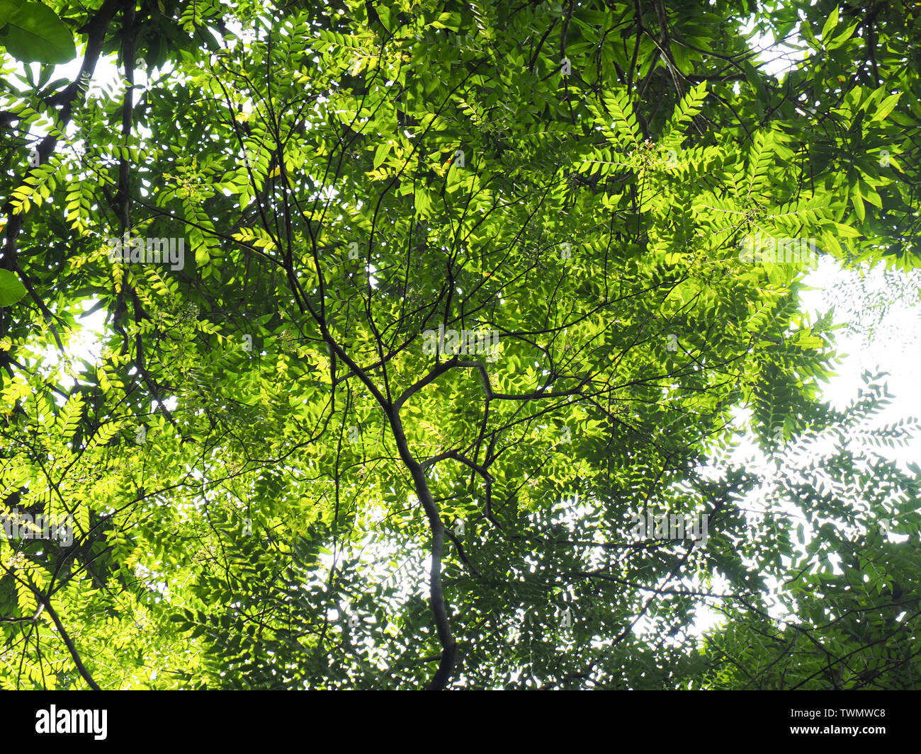 Branches of tropical trees overhead in Kochi Kerala Stock Photo - Alamy