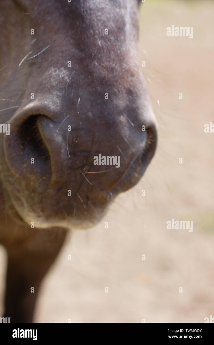Chestnut horse anatomy hi-res stock photography and images - Alamy