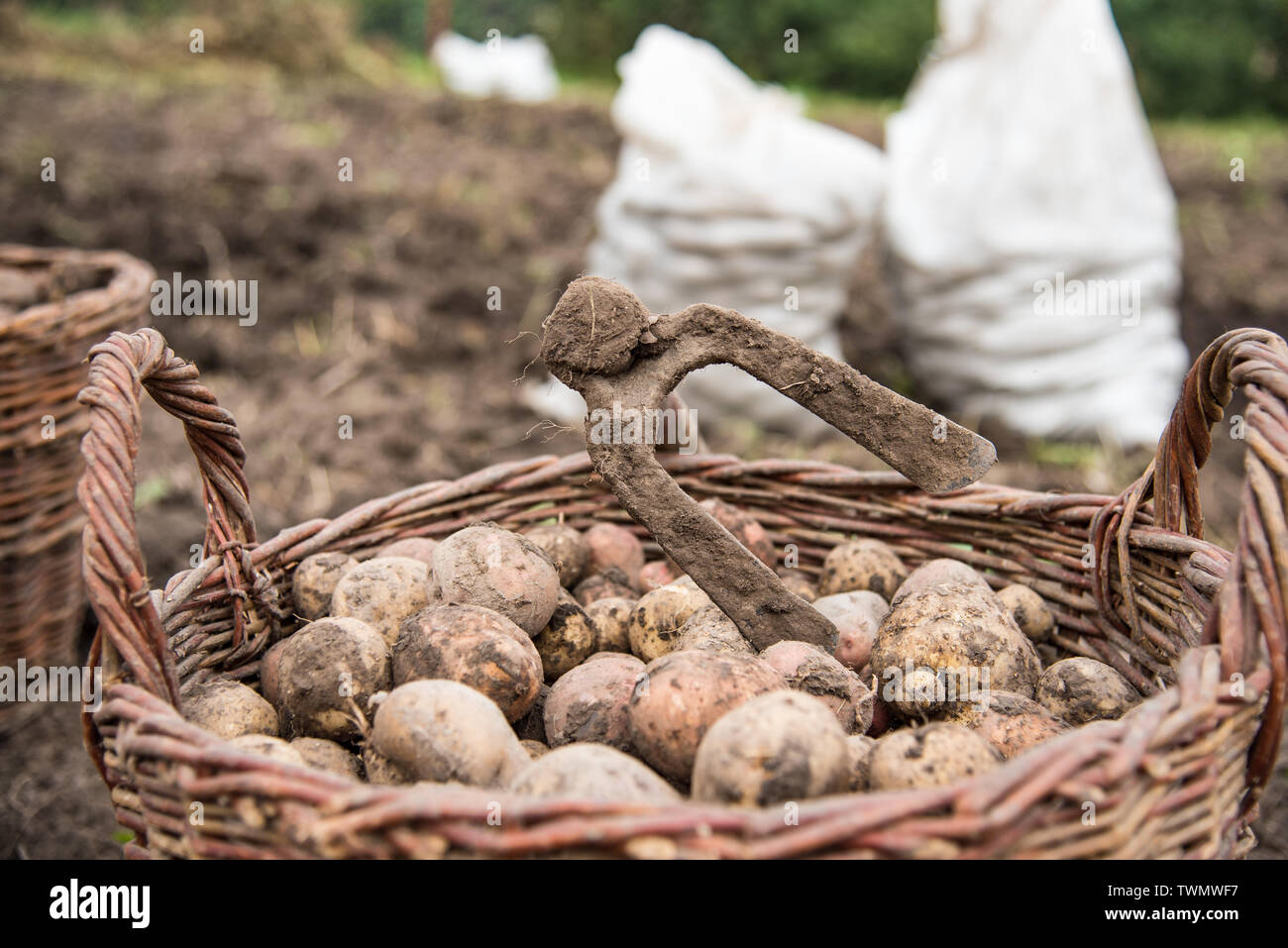 Potato picker hi-res stock photography and images - Alamy