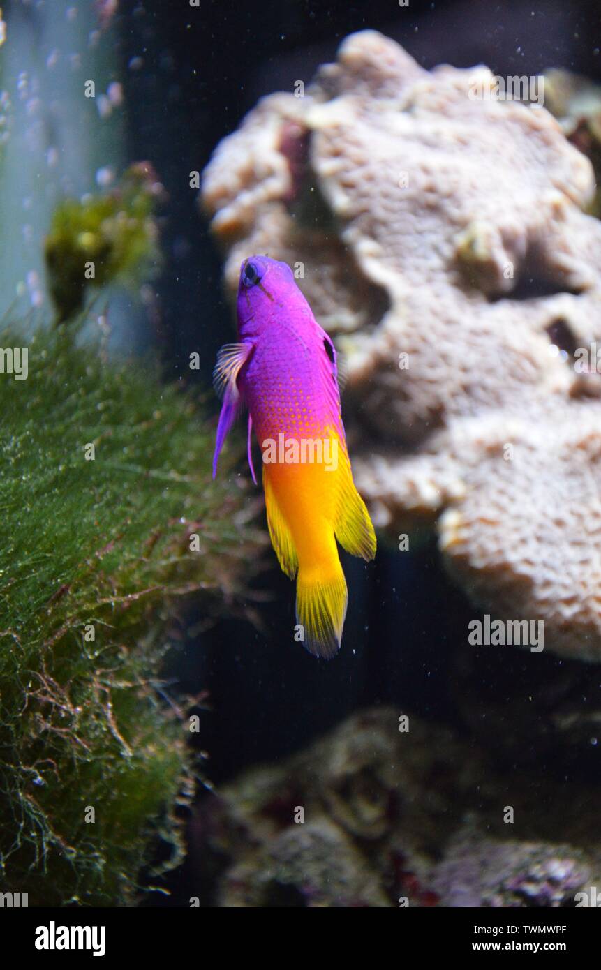 Tropical fish in aquarium Stock Photo - Alamy