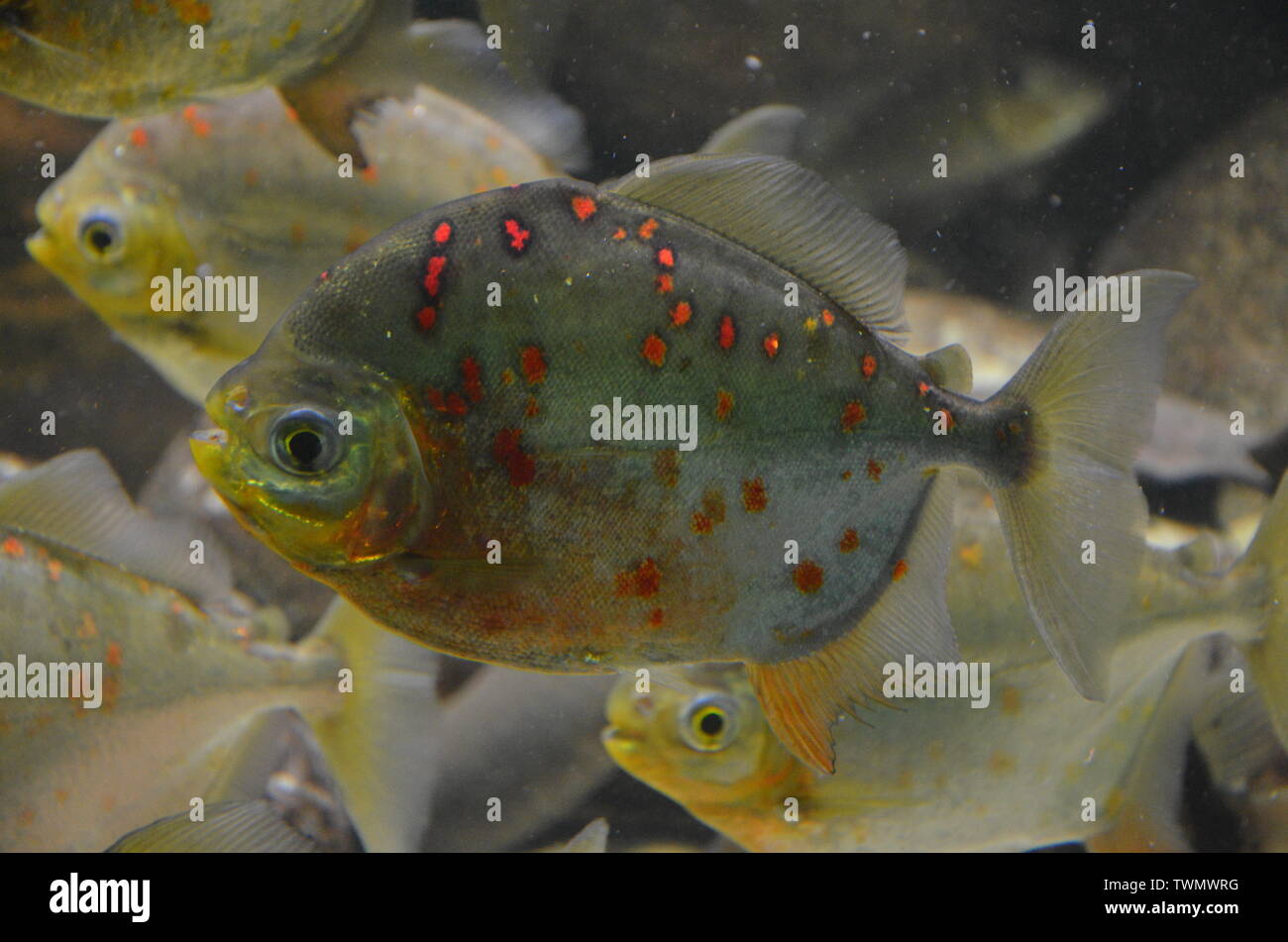 Tropical fish in aquarium Stock Photo - Alamy