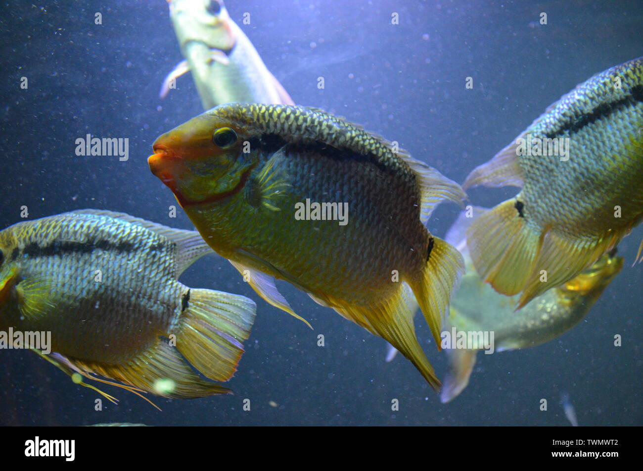 Tropical fish in aquarium Stock Photo - Alamy