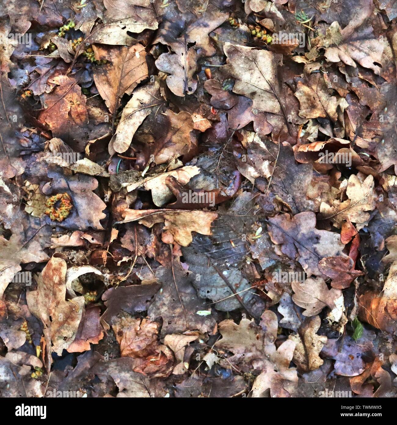 High resolution seemless texture of forest ground with autumn leaves ...