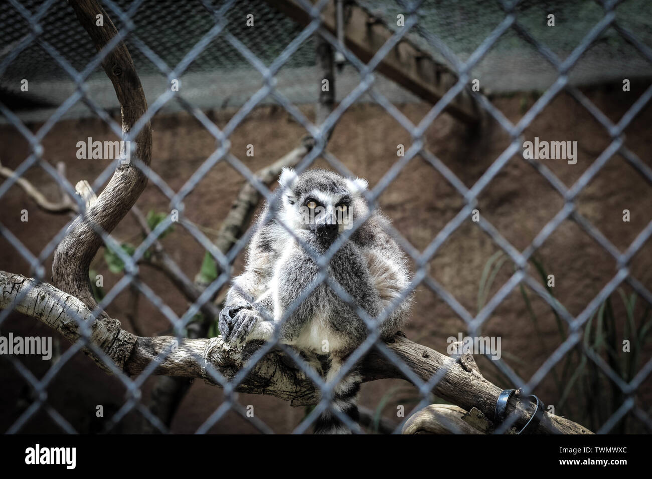 Day at the zoo hi-res stock photography and images - Alamy