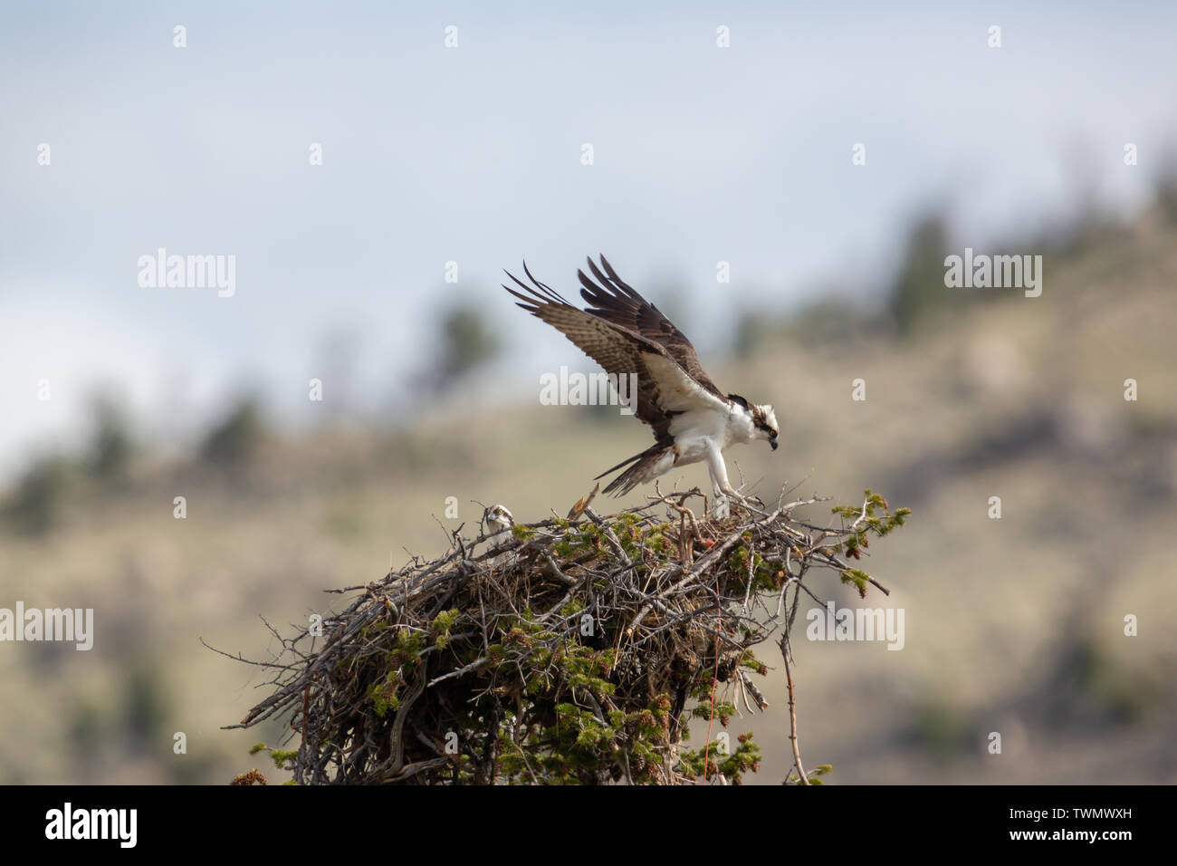 Osprey building a nest hi-res stock photography and images - Alamy