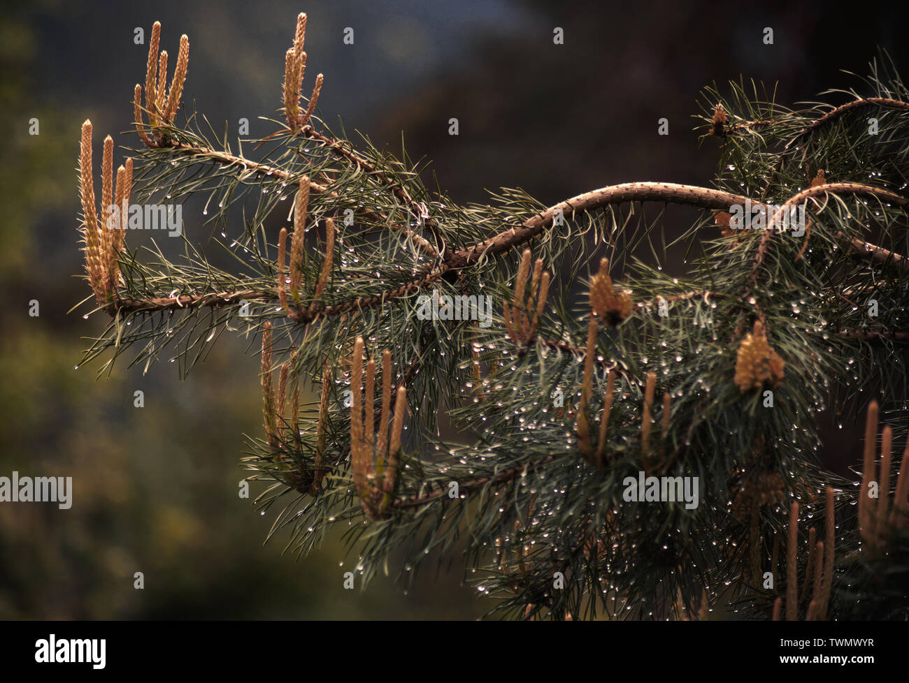 Wet pine hi-res stock photography and images - Alamy