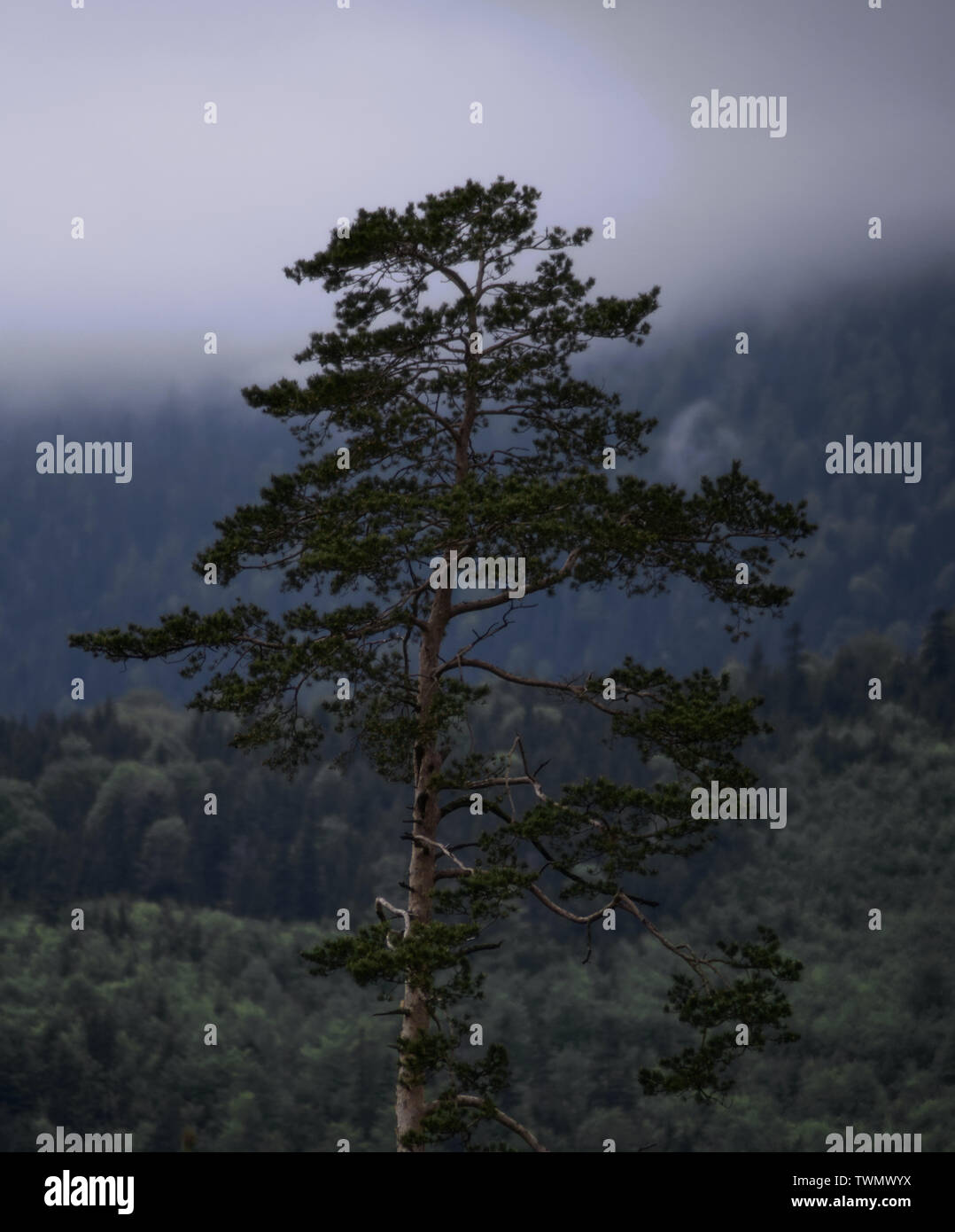 Lone pine tree Stock Photo - Alamy