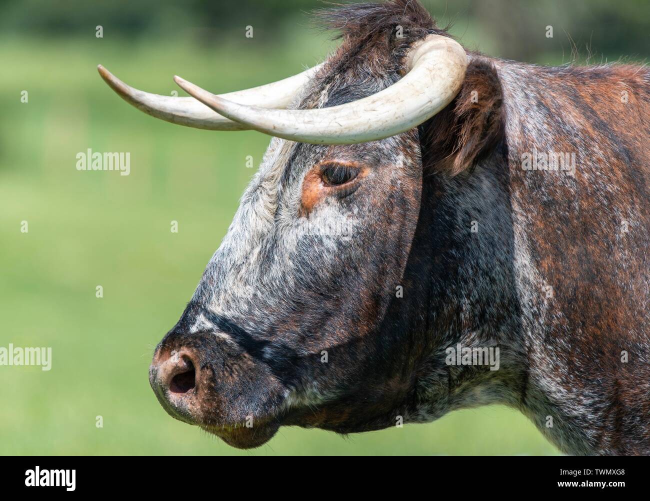 Close up photo of Longhorn Cattle in the UK Stock Photo - Alamy