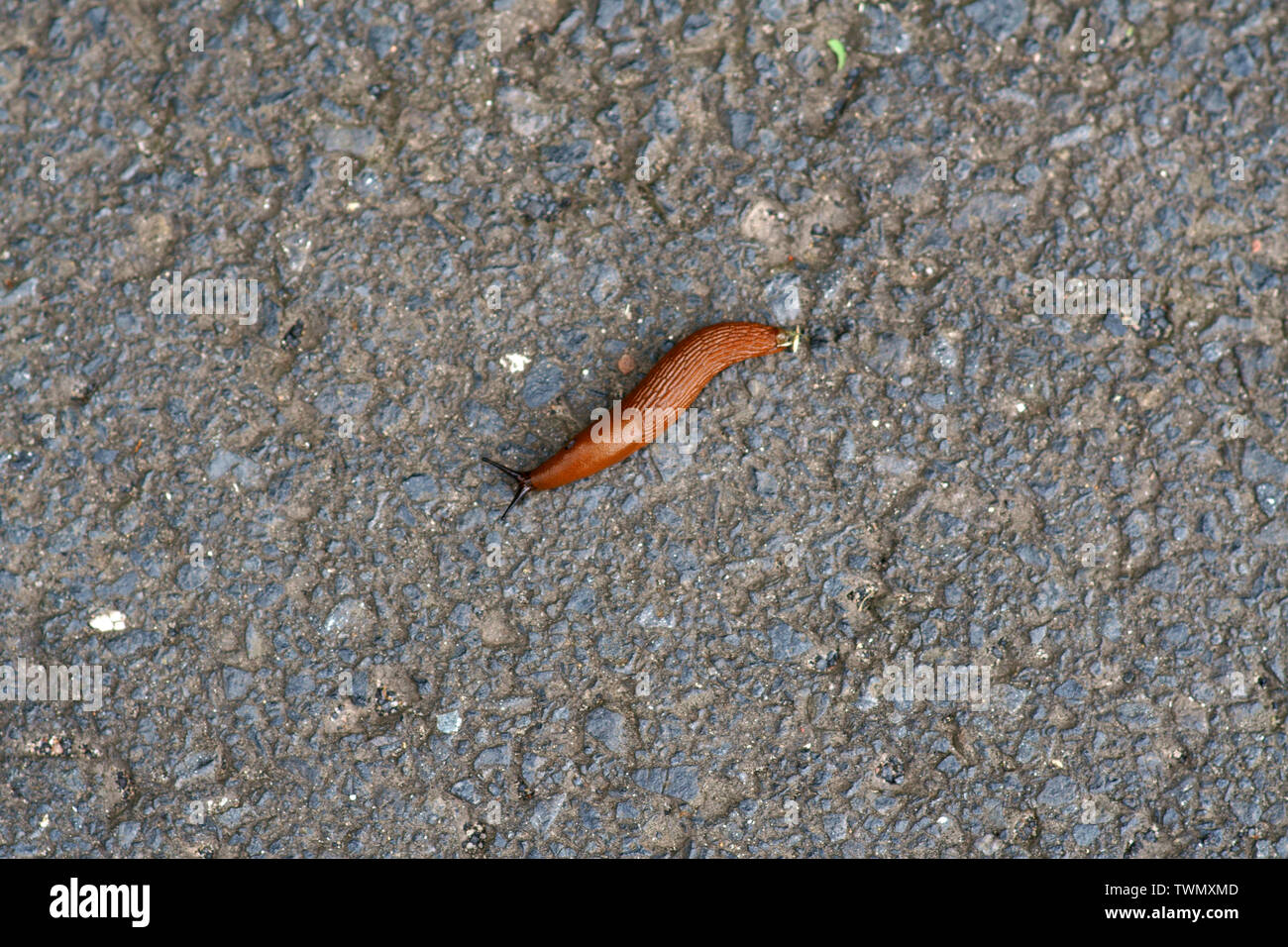 The close-up and top view on a large red slug pulling a slime trail ...