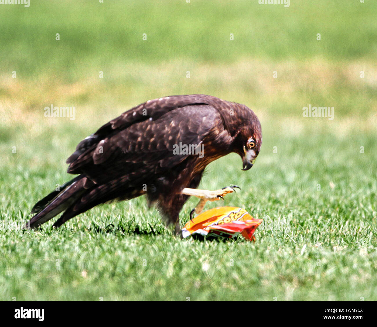 Human pollution hi-res stock photography and images - Alamy